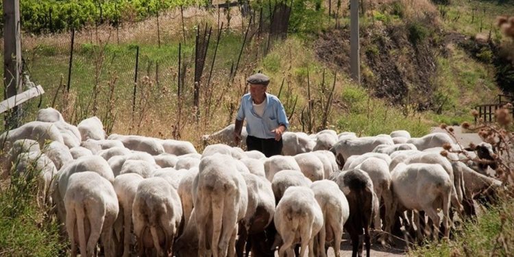 ΚΤΗΝΟΤΡΟΦΟΙ ΑΜΘ: ΕΞΕΥΤΕΛΙΣΤΙΚΕΣ ΟΙ ΤΙΜΕΣ ΣΤΟ ΑΙΓΟΠΡΟΒΕΙΟ ΓΑΛΑ ...